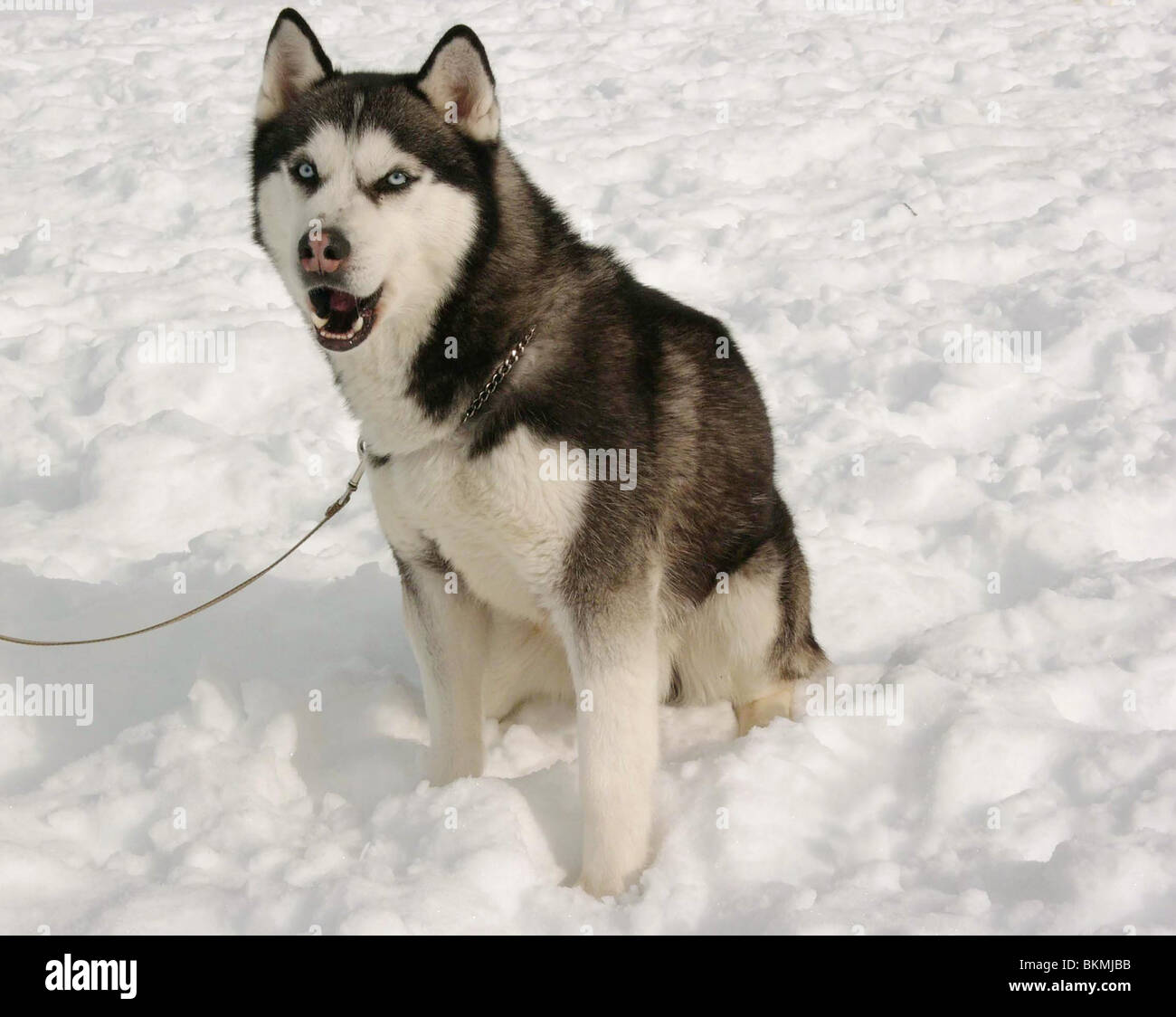 Eight Below Dogs Shadow