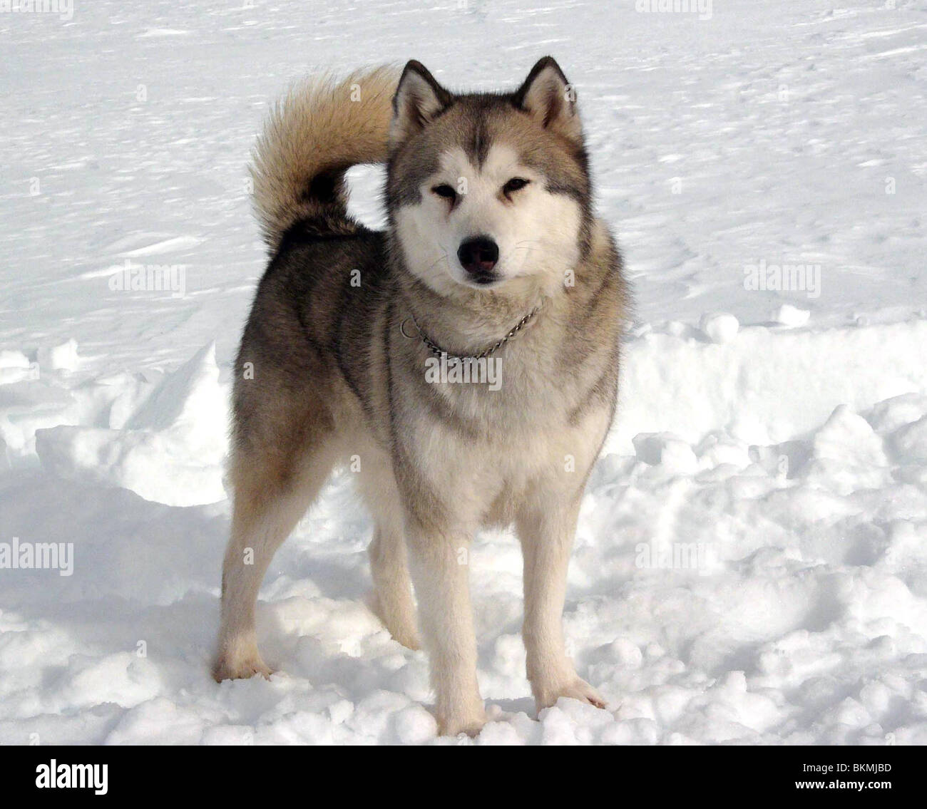 EIGHT BELOW (2006) CREDIT DISNEY EBEL 001-25 Stock Photo - Alamy