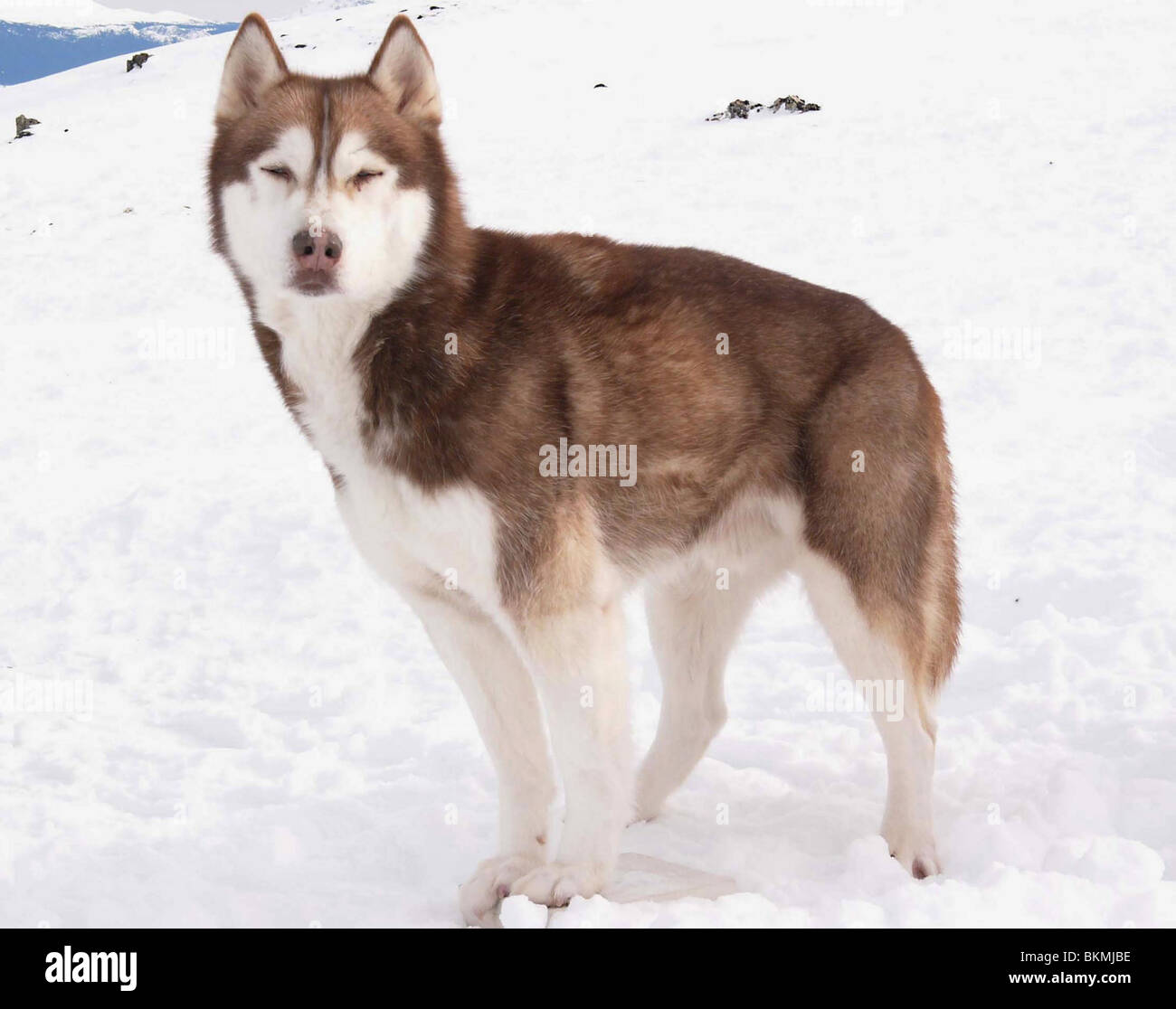 EIGHT BELOW (2006) CREDIT DISNEY EBEL 001-26 Stock Photo - Alamy