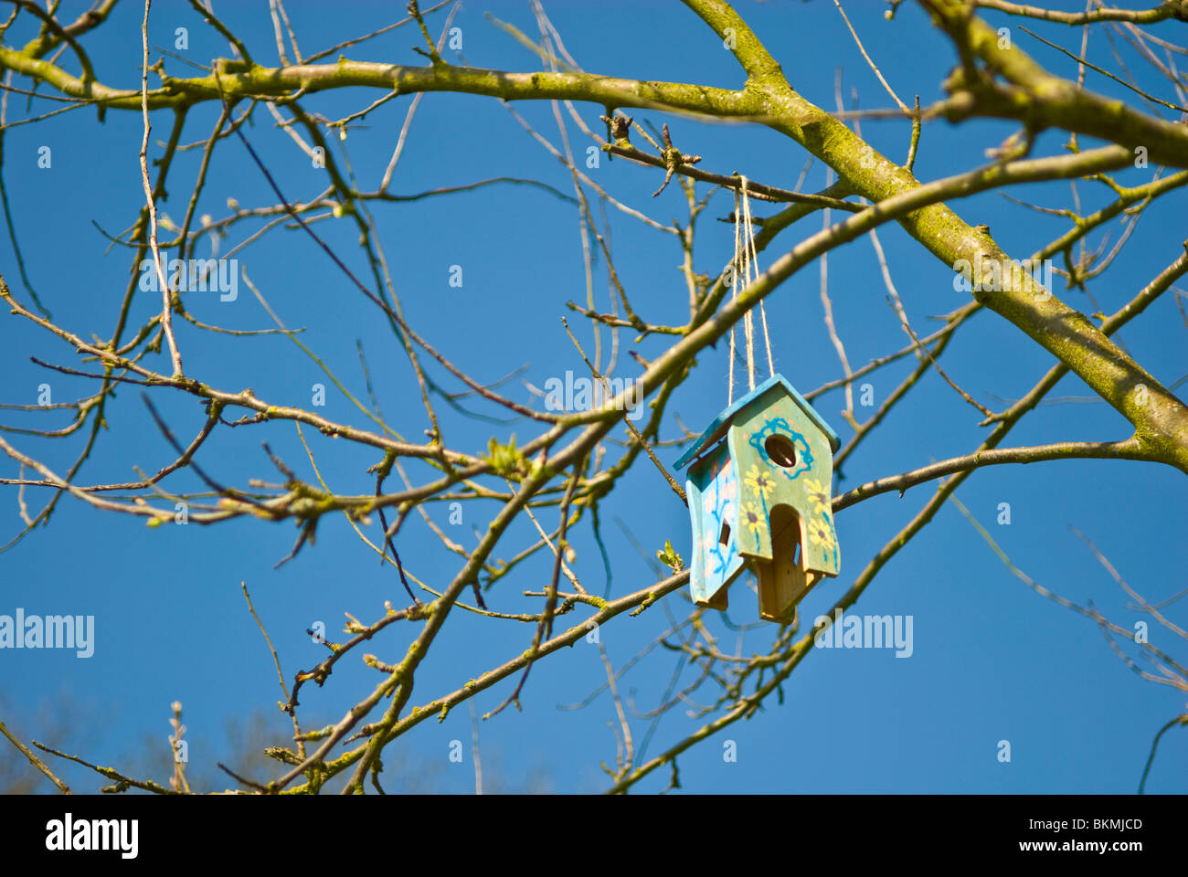 bird box in tree Stock Photo - Alamy