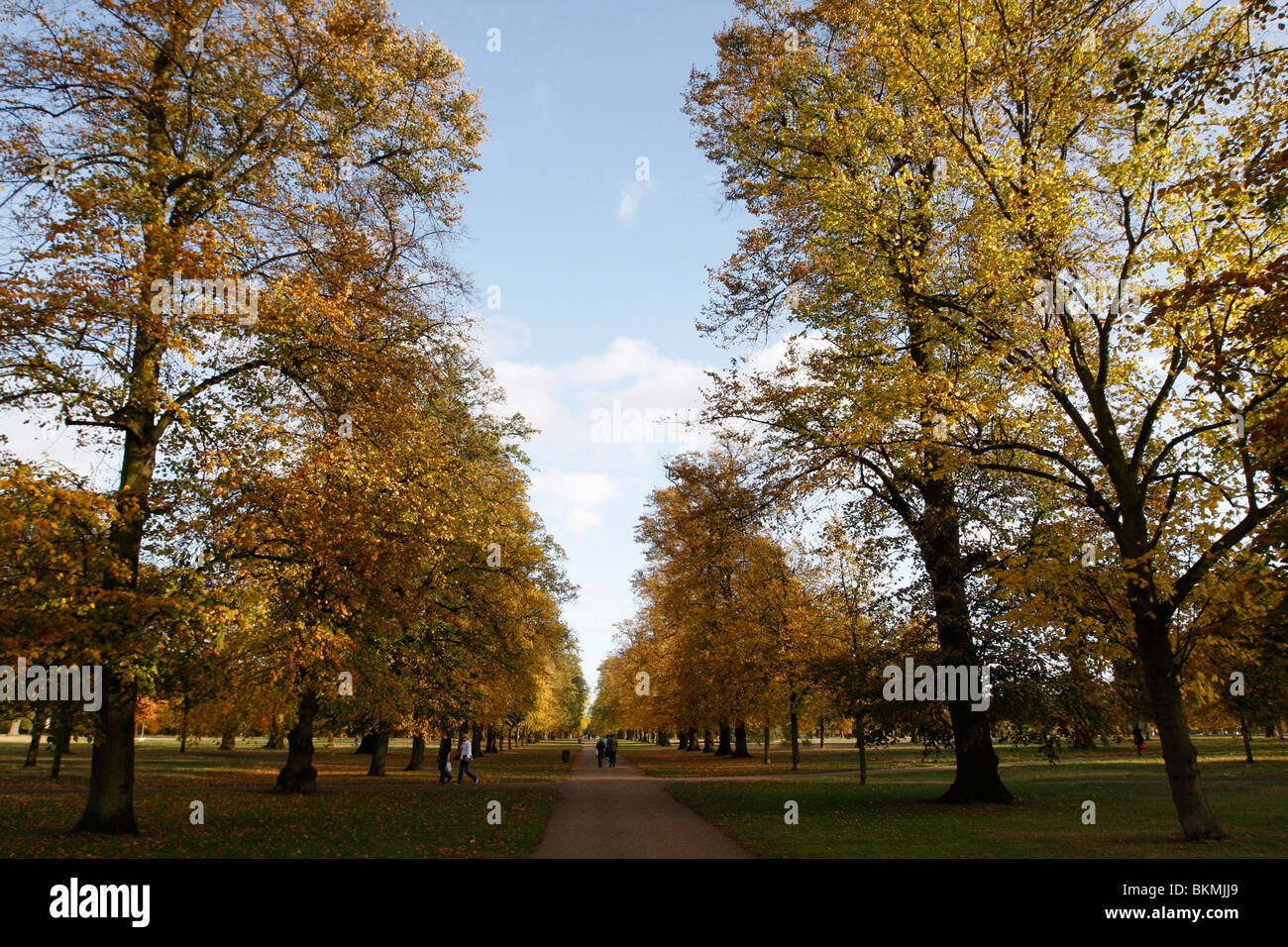London evening trees hi-res stock photography and images - Alamy