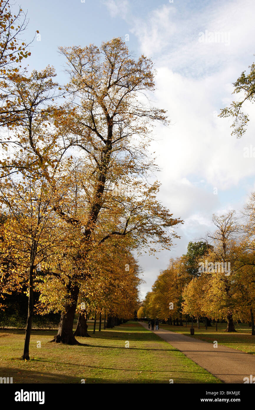 Autumnal trees in Kensington Gardens in London Stock Photo - Alamy