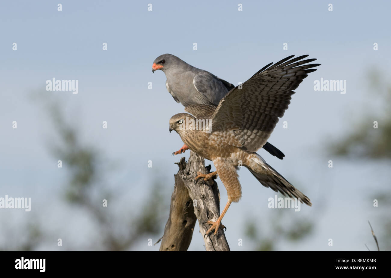 Chanting goshawk namibia hi-res stock photography and images - Alamy