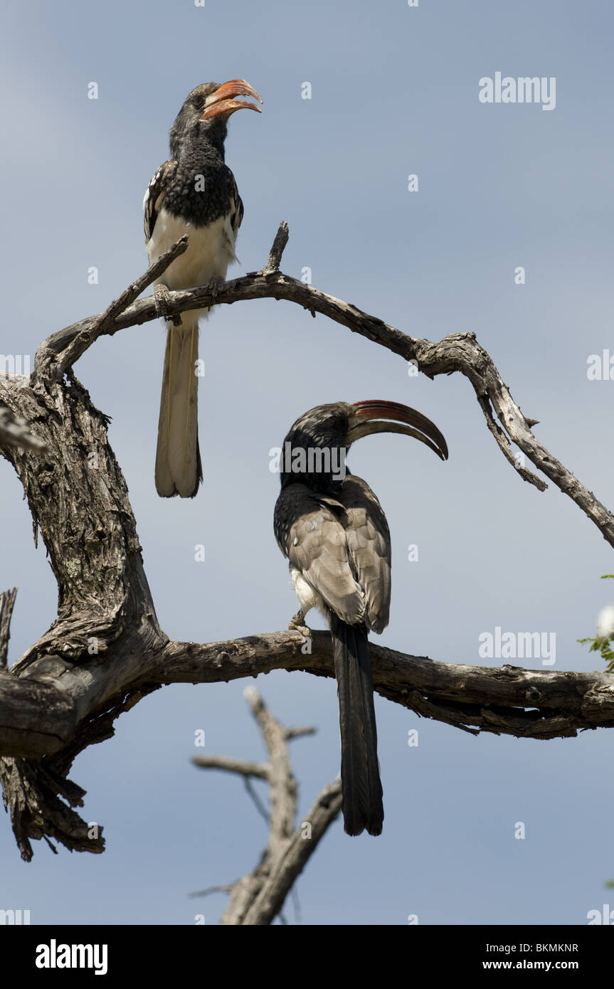 Yellowbill Hornbill, Namibia, Africa Stock Photo - Alamy