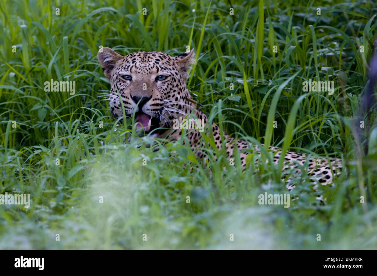 Leopard in the grass, Namibia, Southern Africa Stock Photo - Alamy