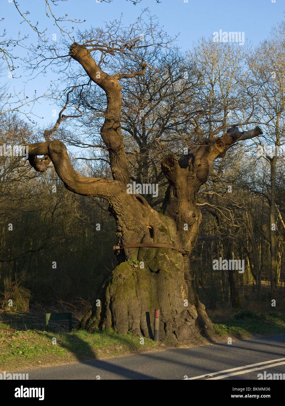 Savernake forest uk hi-res stock photography and images - Alamy