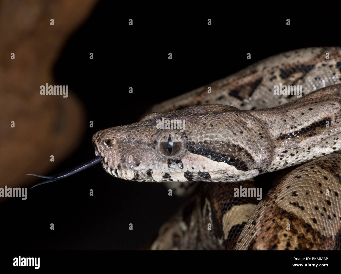 Close up of a snake's head with its tongue sticking out against a plain ...
