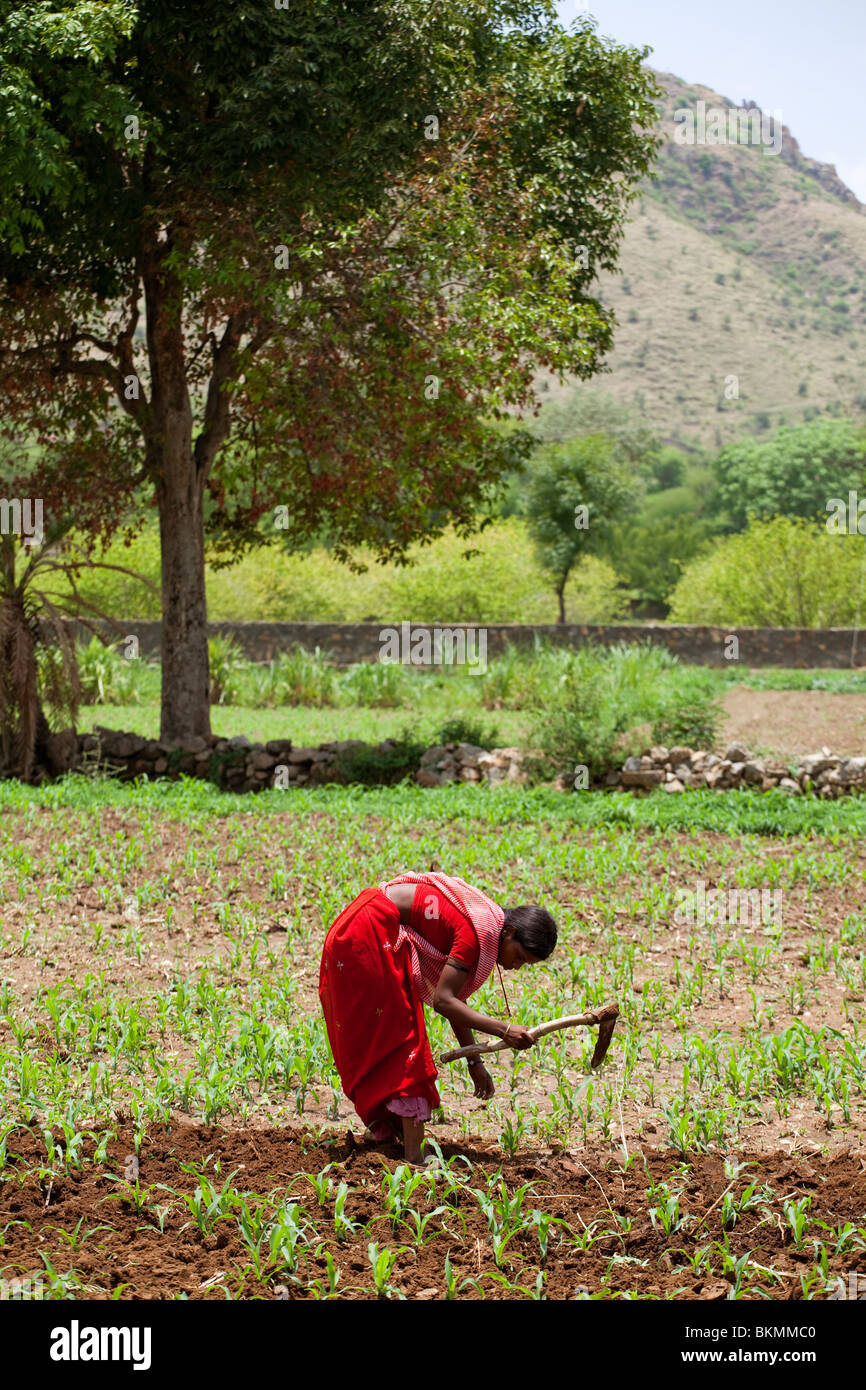 India Woman Farming Stock Photos & India Woman Farming Stock Images - Alamy
