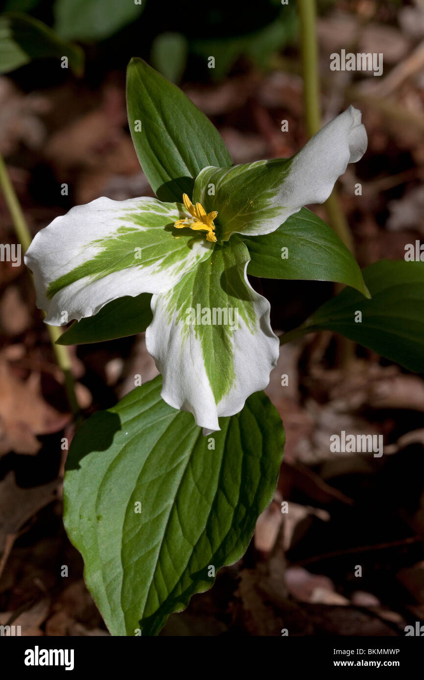Phytoplasmic infected Large White-flowered Trillium (T. grandiflorum ...