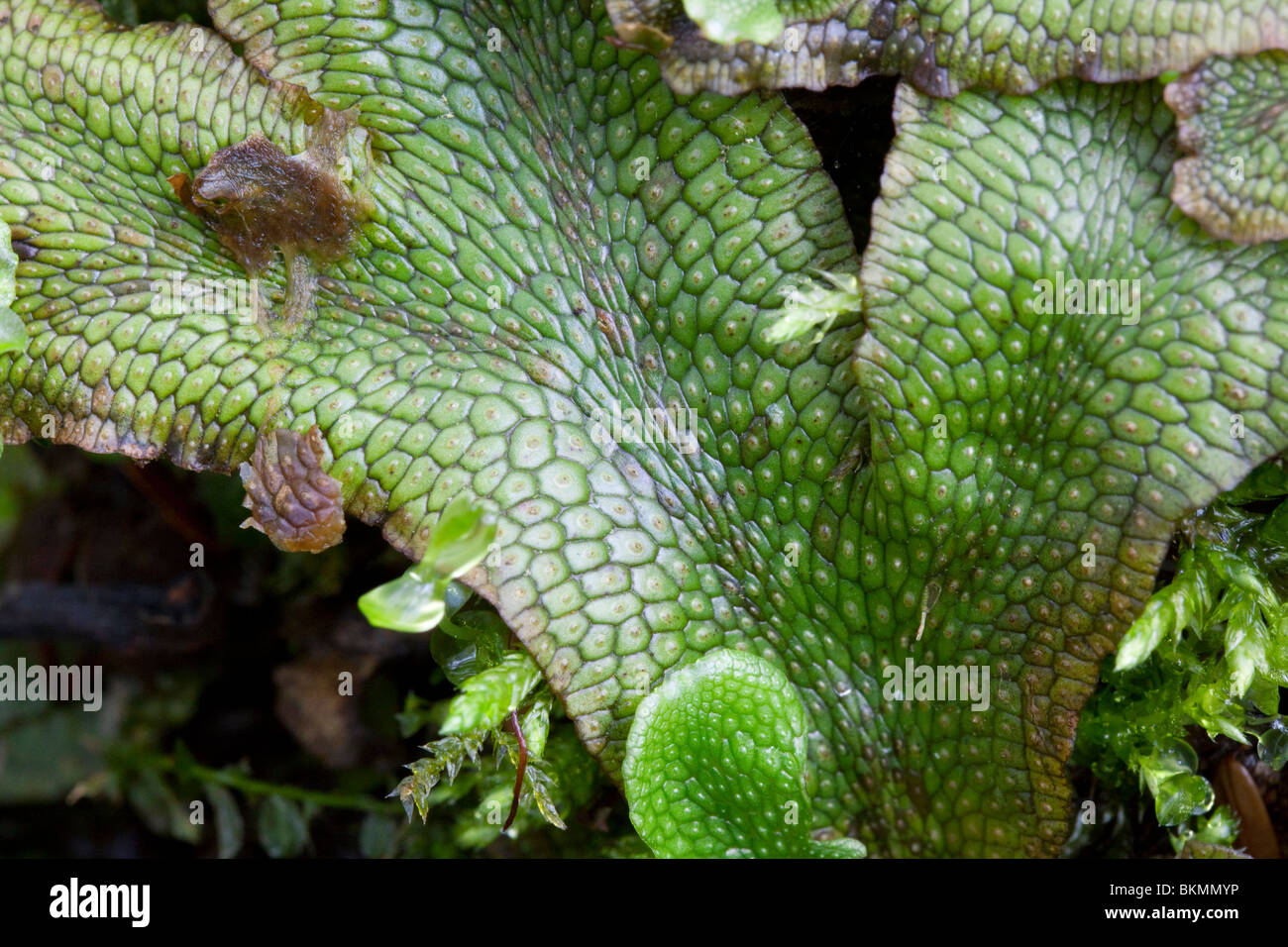Liverworts (Marchantia), E North America, by Dembinsky Photo Assoc ...
