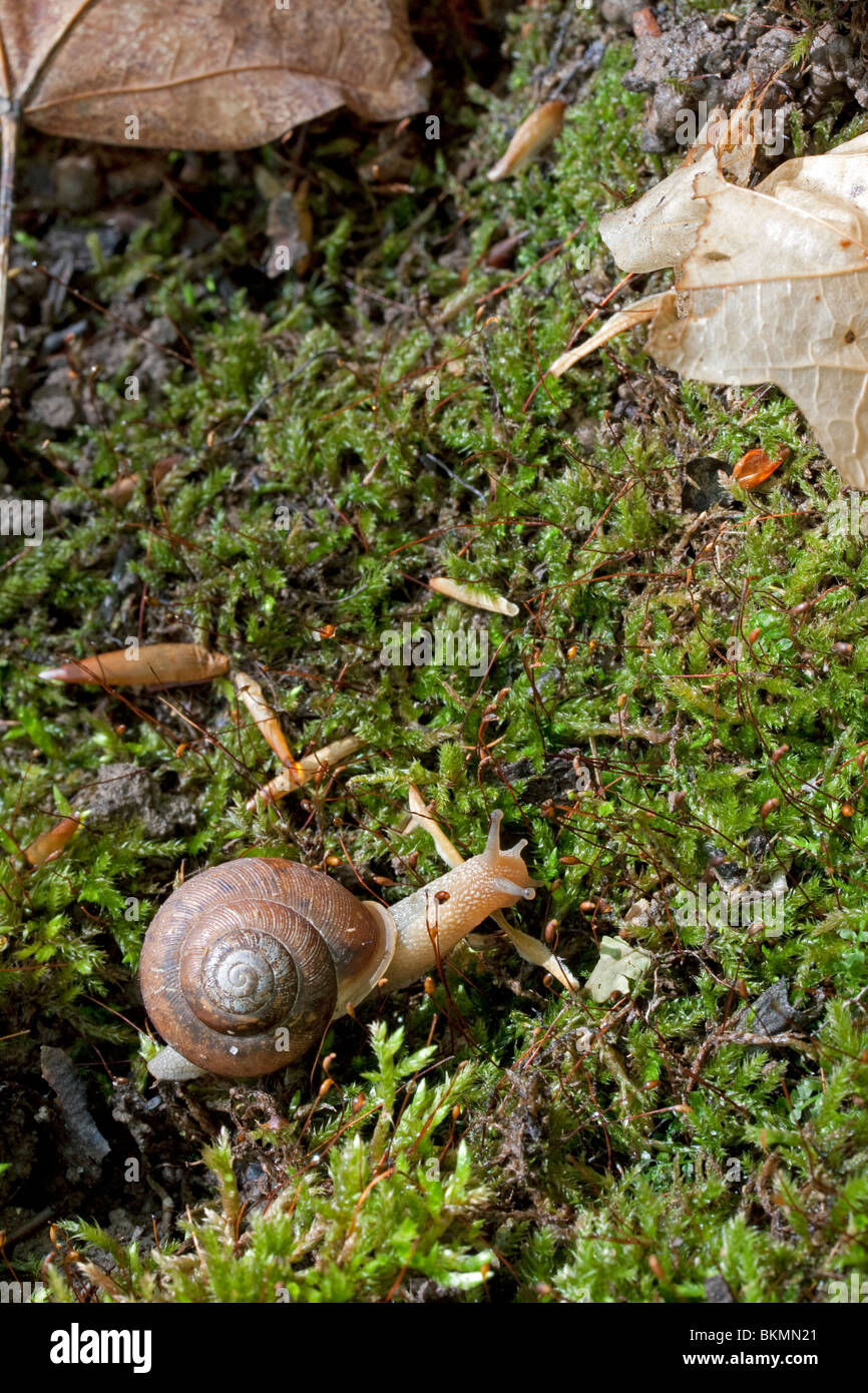Land Snail on mossy log Deciduous Forest Eastern USA Stock Photo - Alamy