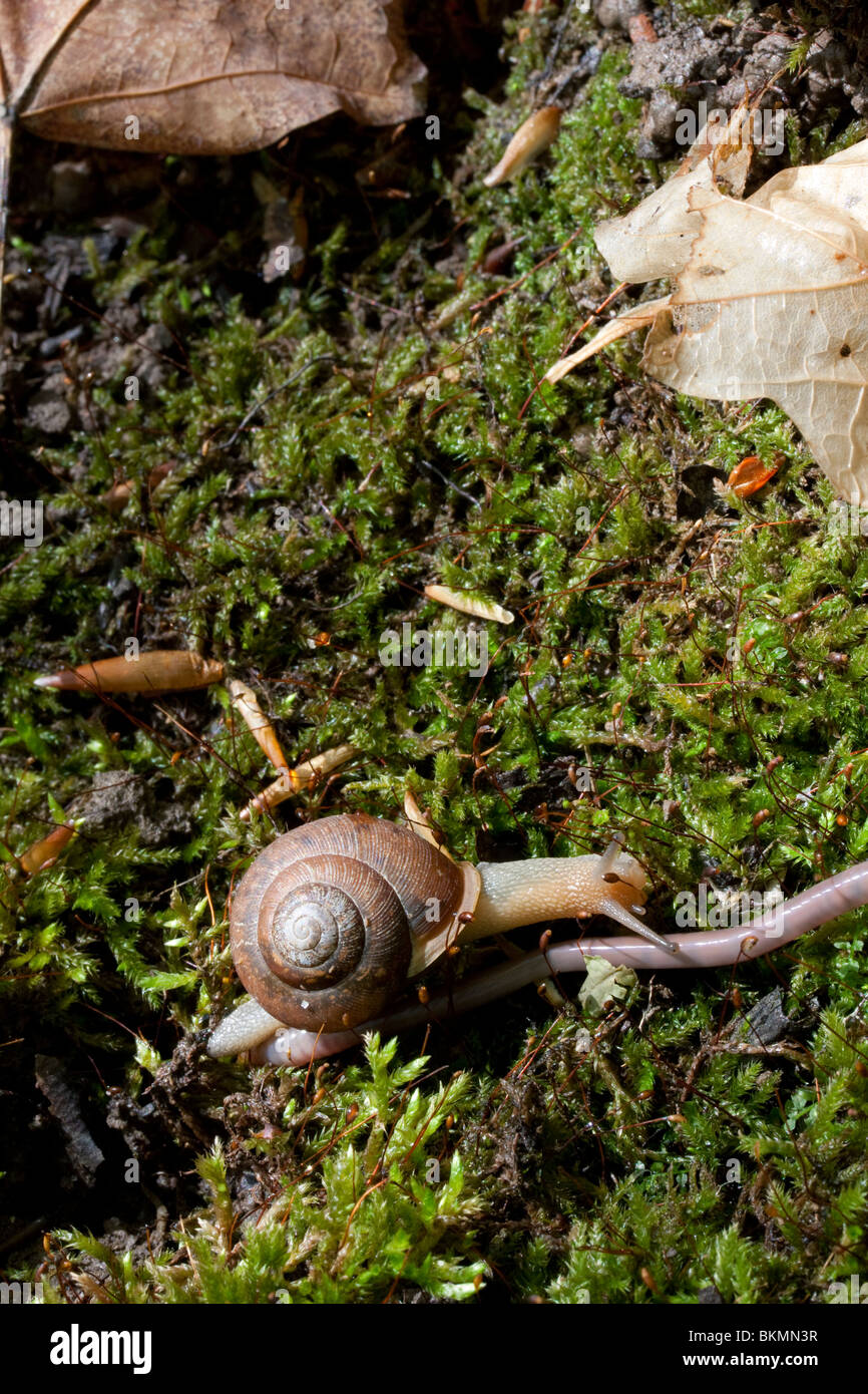 Slimy earthworm hi-res stock photography and images - Alamy