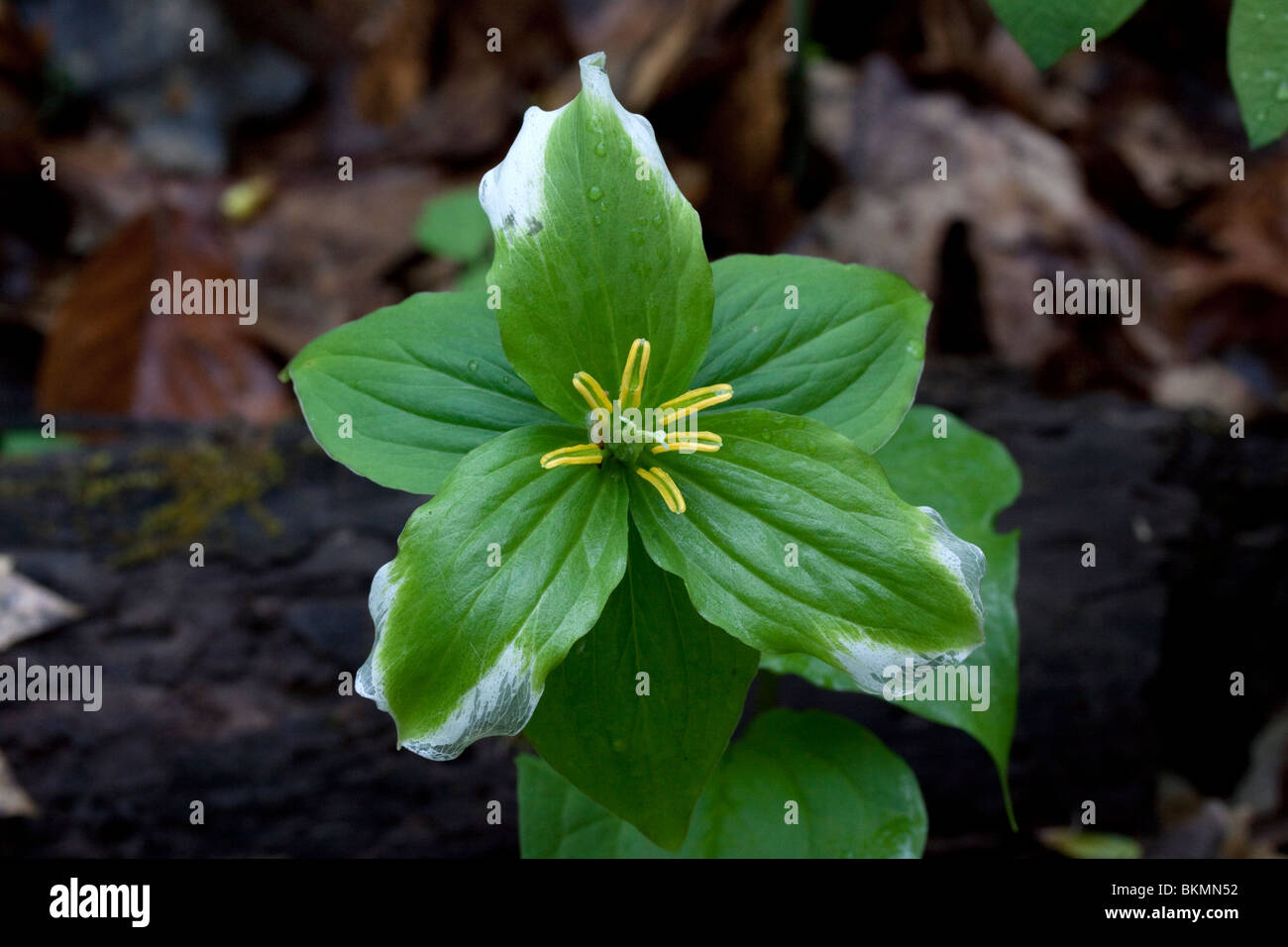 Phytoplasmic infected Large White-flowered Trillium (T. grandiflorum ...