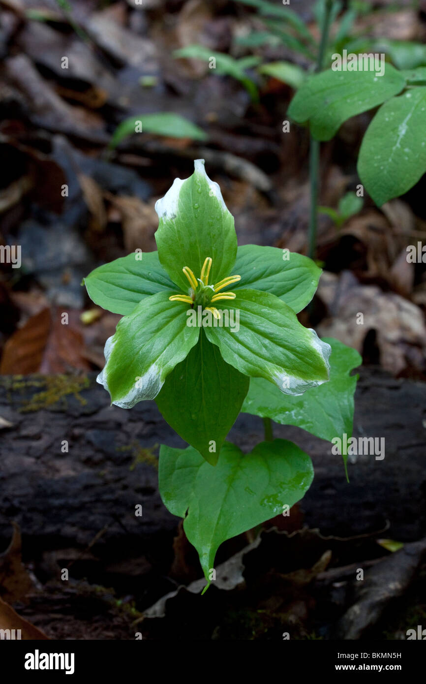 Phytoplasmic infected Large White-flowered Trillium (T. grandiflorum ...