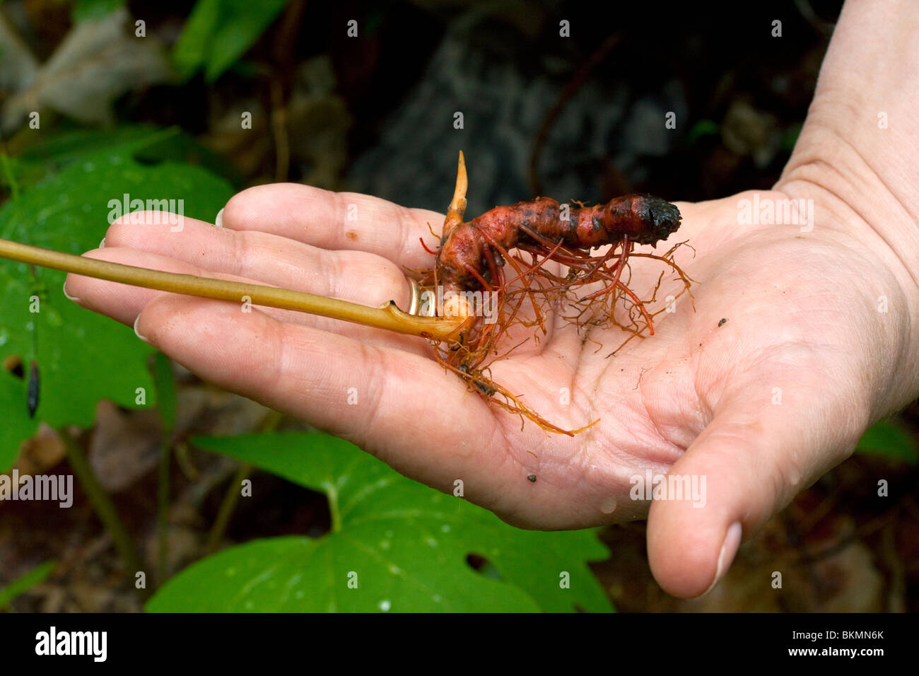 Root of Bloodroot Sanguinaria canadensis Spring Wildflower Hardwoods ...