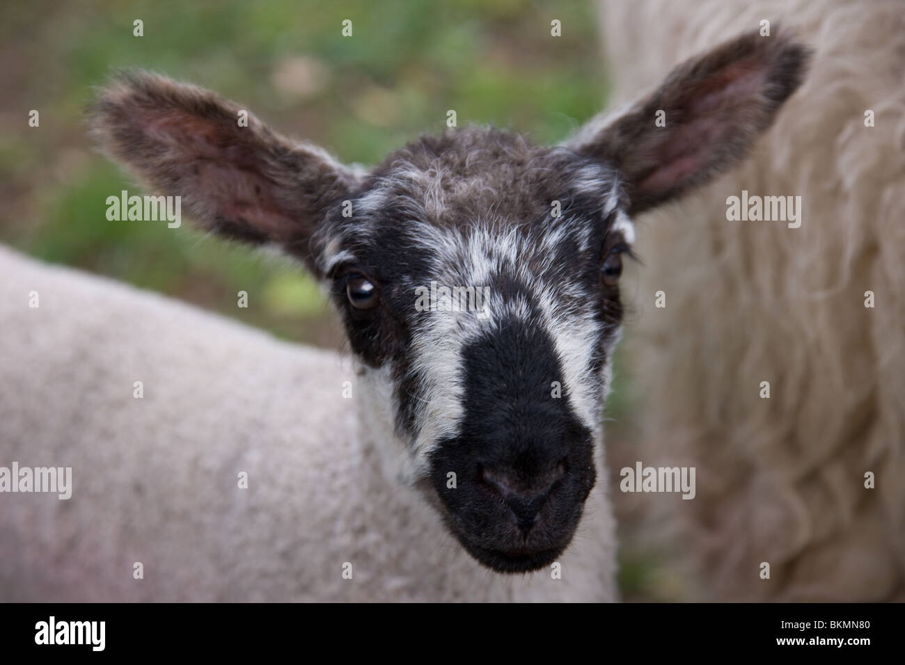 Portrait of a young black-faced lamb Stock Photo - Alamy