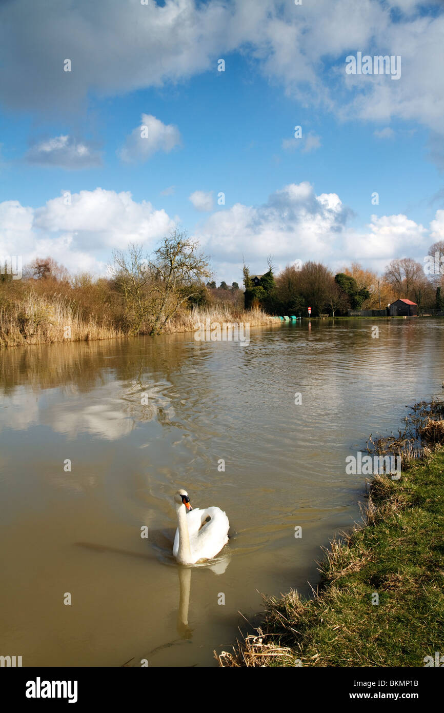 Cambridge england river swan hi-res stock photography and images - Alamy