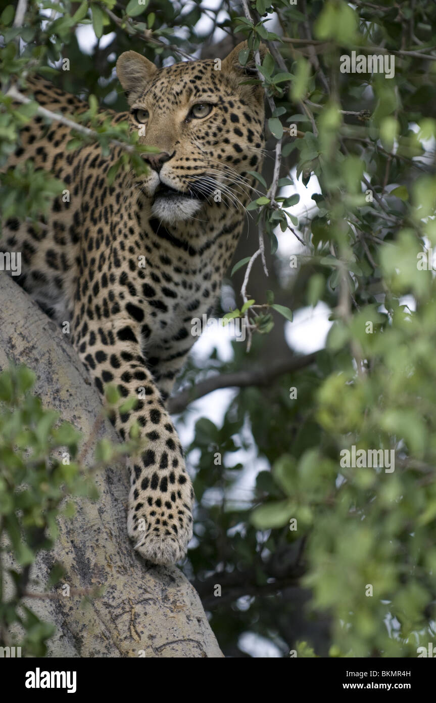 Leopard in tree hi-res stock photography and images - Alamy