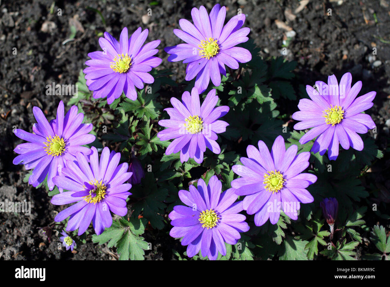 Violet Anemone blanda flowers close up Stock Photo - Alamy