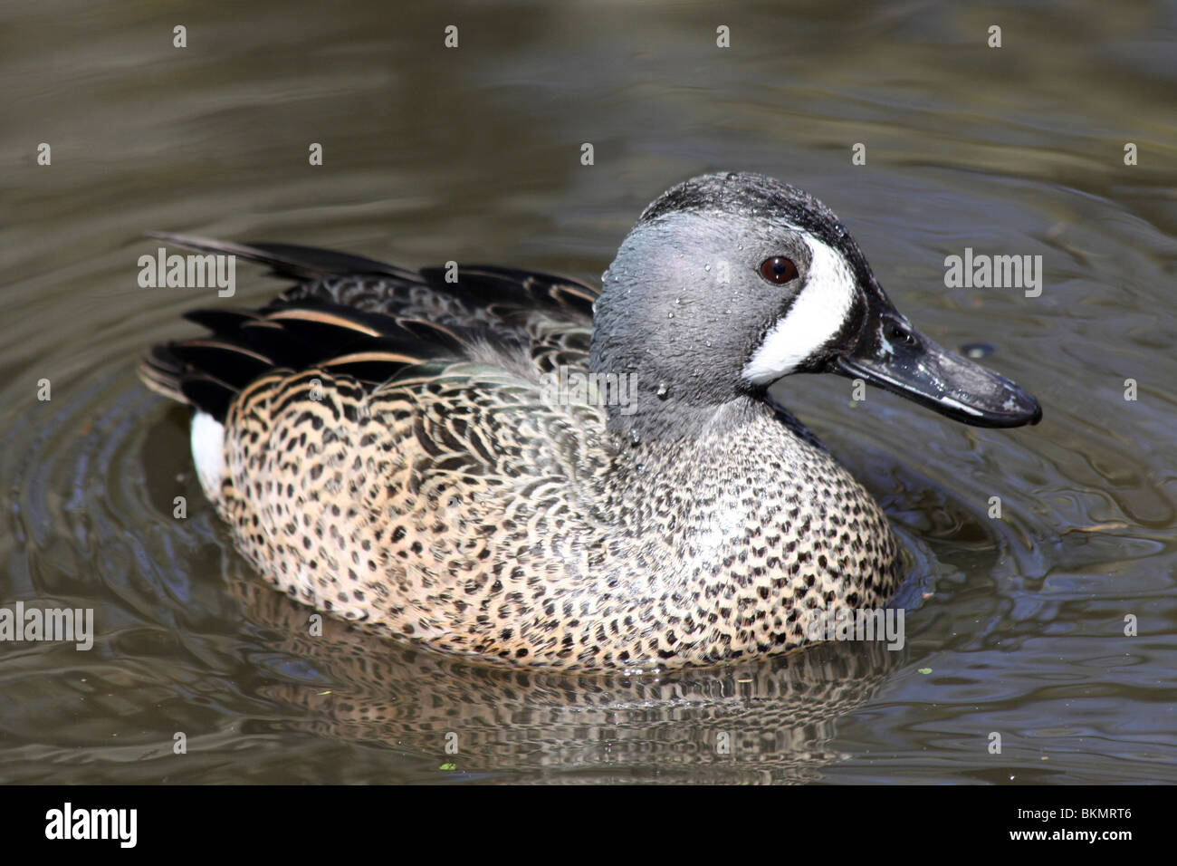 Male Blue-winged Teal Spatula discors (formerly Anas discors) Taken at ...