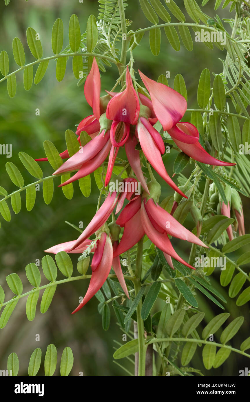 Kaka Beak, Parrots Beak, Parrots Bill (Clianthus puniceus), cluster of ...