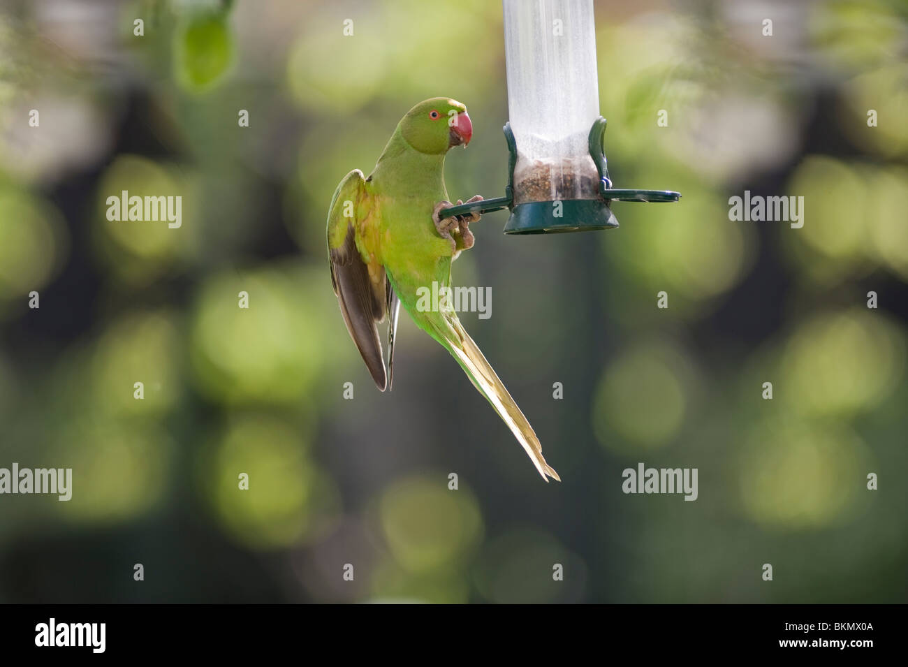 Ring Necked Parakeet, Psittacula krameri, on garden bird feeder, London ...