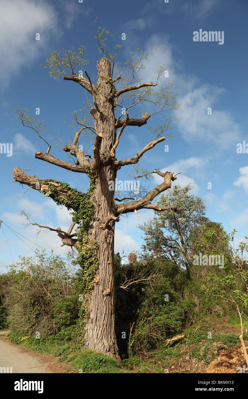 Lopped and Cropped tree Stock Photo - Alamy