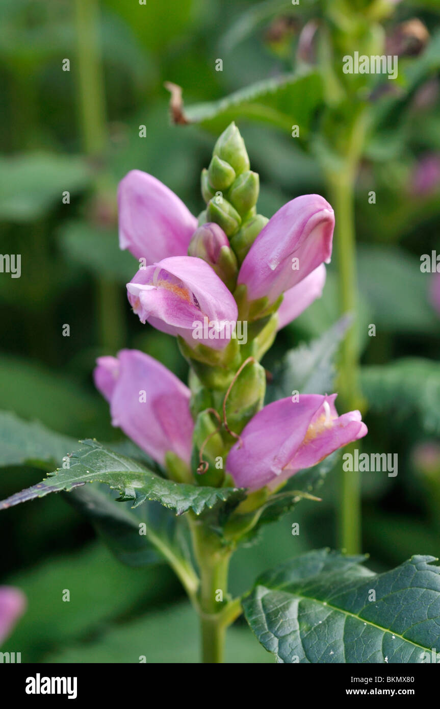 Turtlehead (Chelone obliqua Stock Photo - Alamy