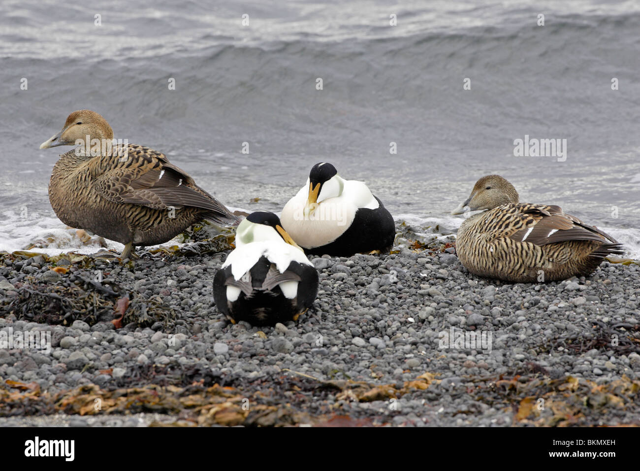 Group of Common eiders on pebble beach in Iceland Stock Photo - Alamy