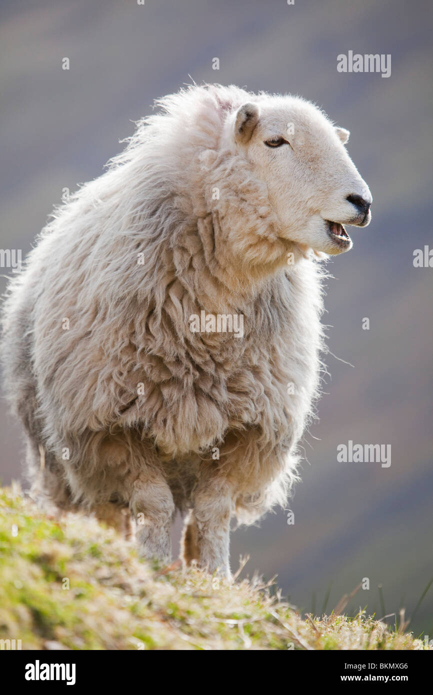 A Shearling Herdwick Sheep on Wasdale Fell at Wasdale Head in the Lake ...