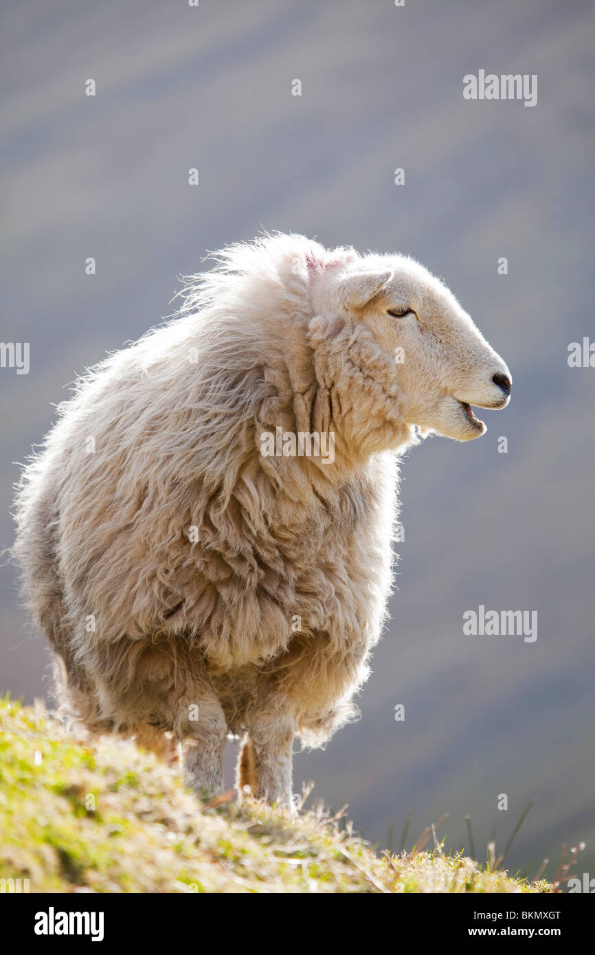 A Shearling Herdwick Sheep on Wasdale Fell at Wasdale Head in the Lake ...