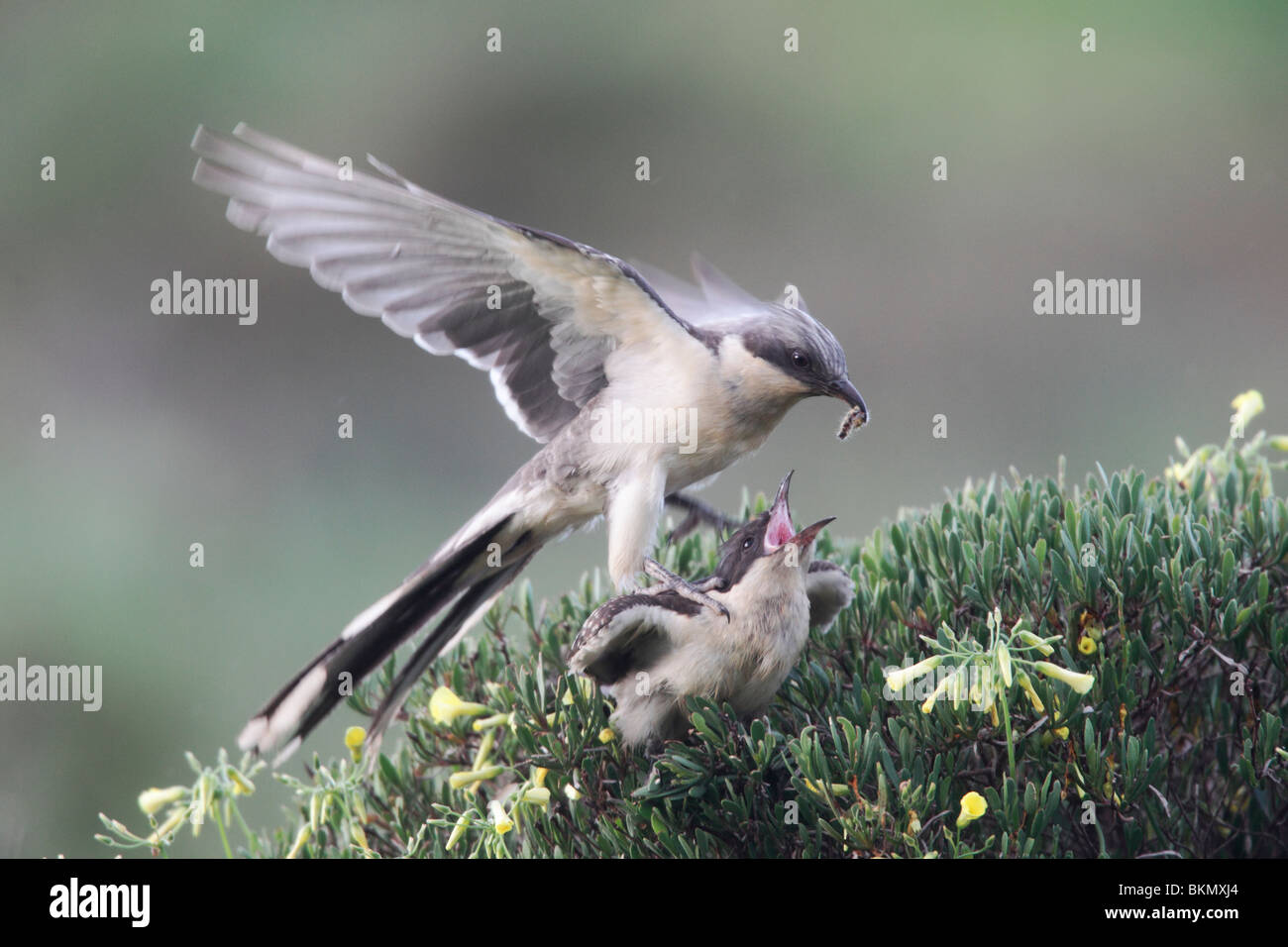 Great-spotted cuckoo, Clamator glandarius, Two birds on a bush mating ...