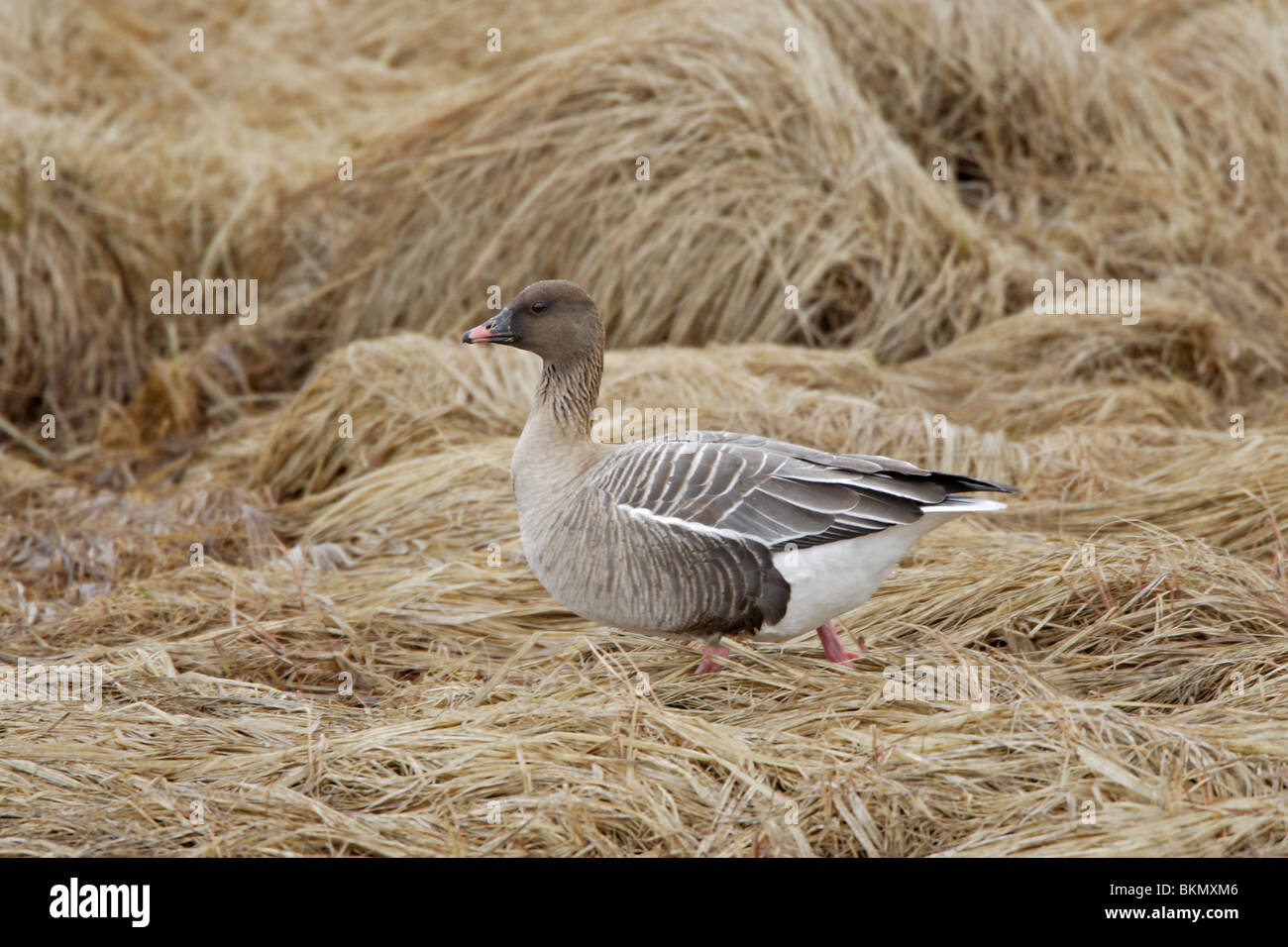 Pink-footed Goose in Iceland Stock Photo - Alamy