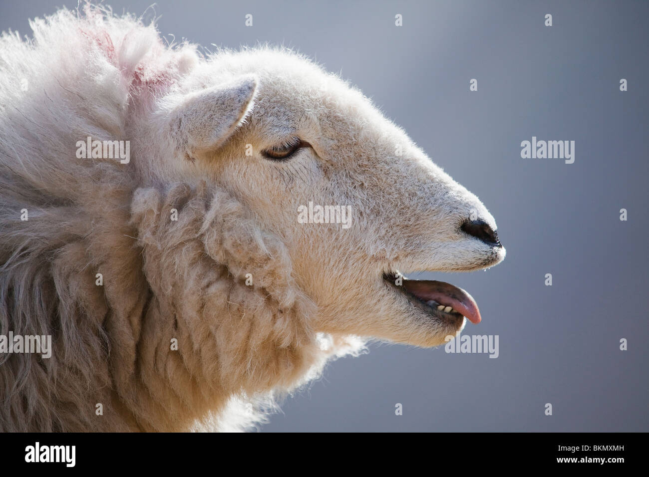 A Shearling Herdwick Sheep on Wasdale Fell at Wasdale Head in the Lake ...