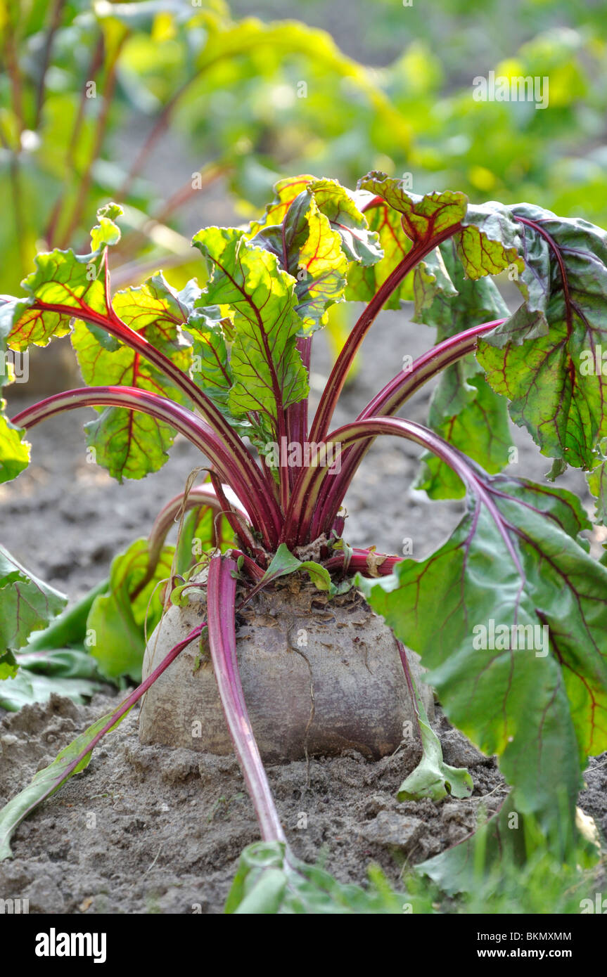 Beta vulgaris vulgaris conditiva hi-res stock photography and images ...