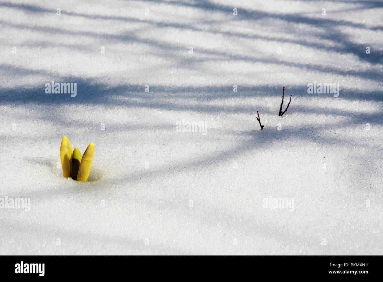 Flowers growing through snow hi-res stock photography and images - Alamy