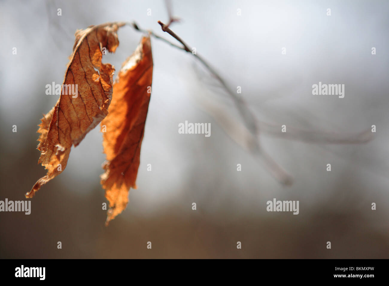 Picture dead plants in winter hi-res stock photography and images - Alamy