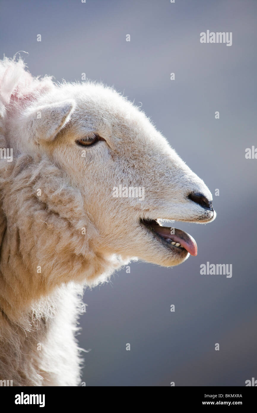 A Shearling Herdwick Sheep on Wasdale Fell at Wasdale Head in the Lake ...