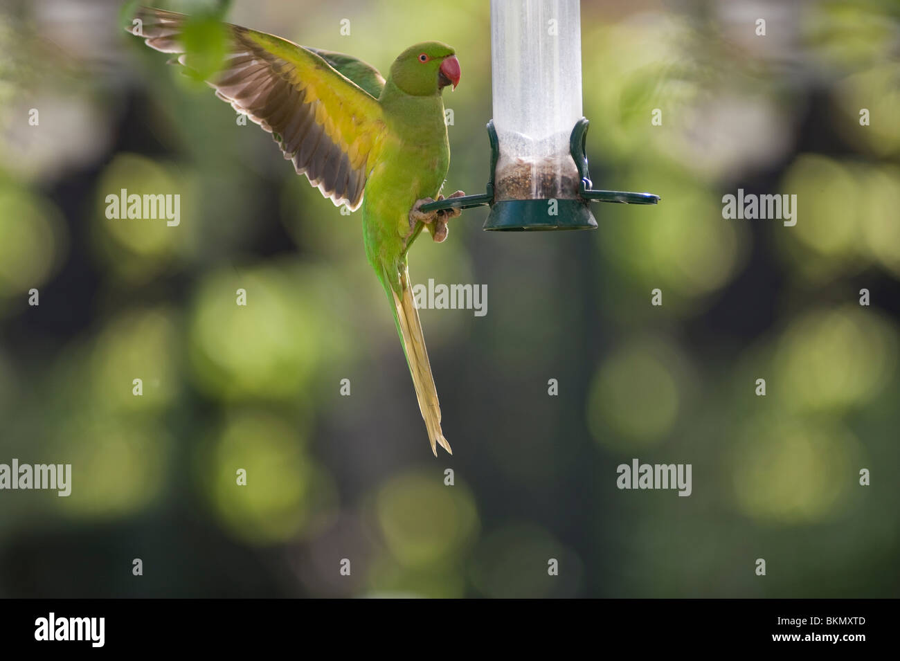 Ring Necked Parakeet, Psittacula krameri, on garden bird feeder, London ...