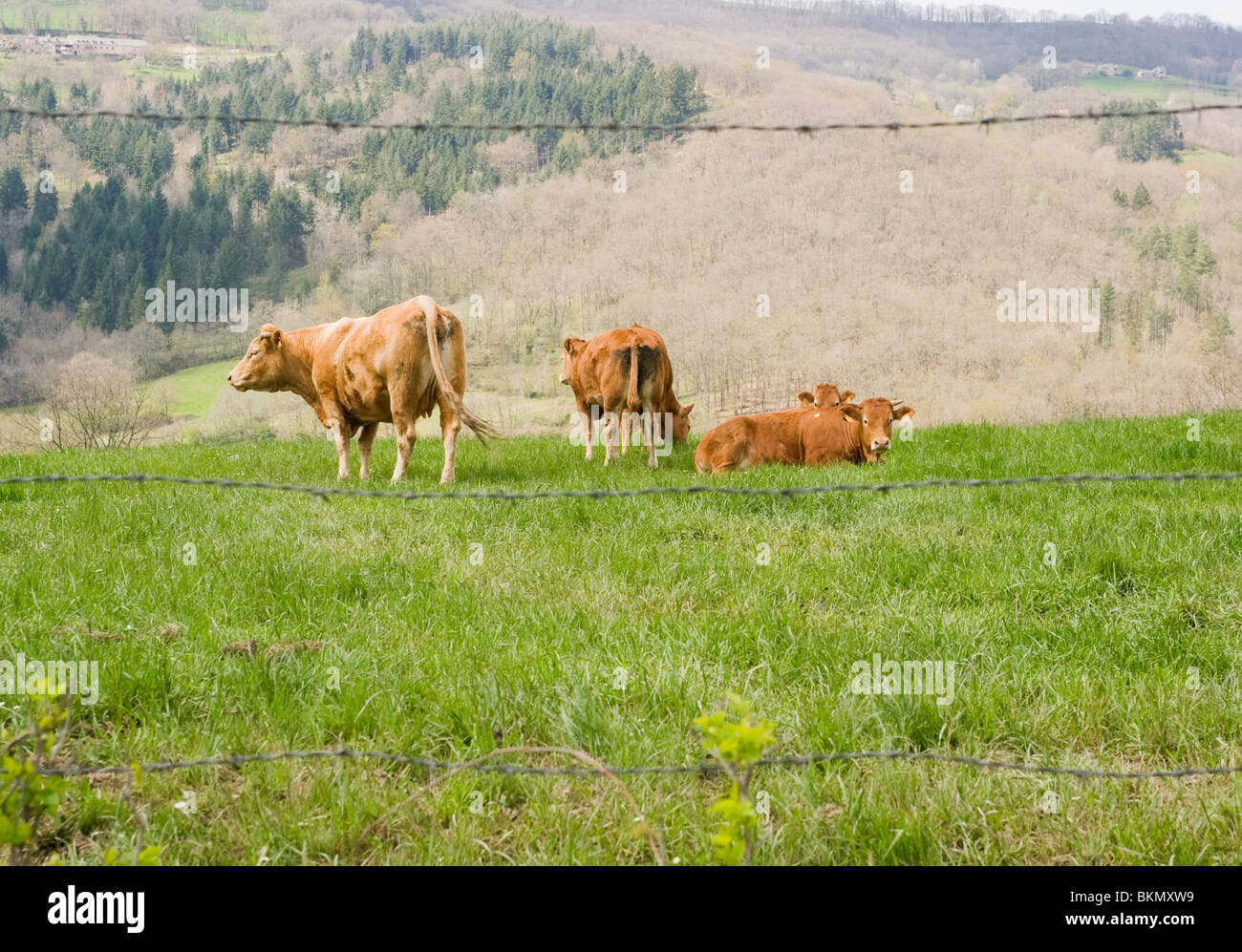 Sitting cows hi-res stock photography and images - Alamy