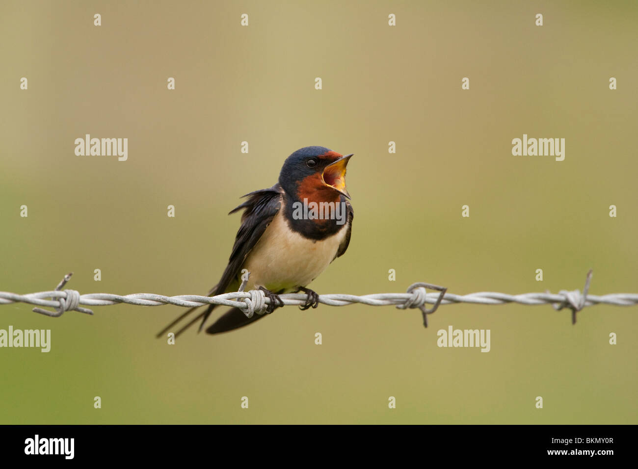 Swallow singing hi-res stock photography and images - Alamy