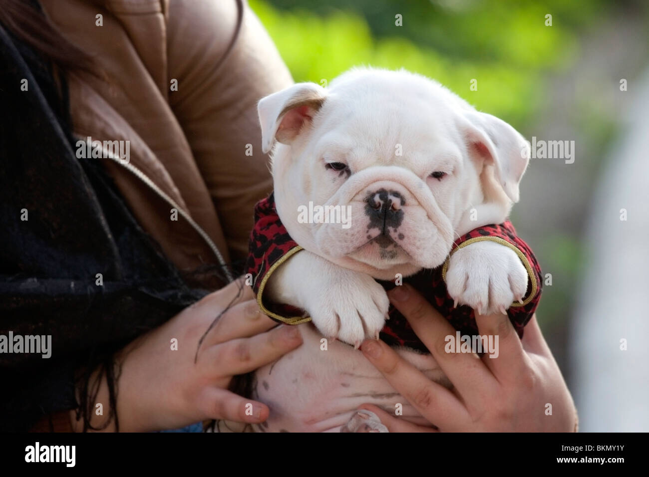 Tiny baby bulldog hi-res stock photography and images - Alamy