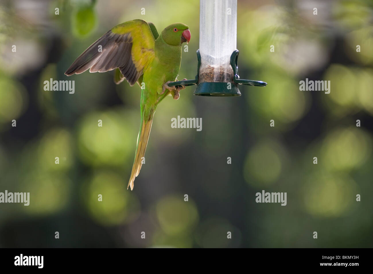Ringneck parakeet hi-res stock photography and images - Alamy