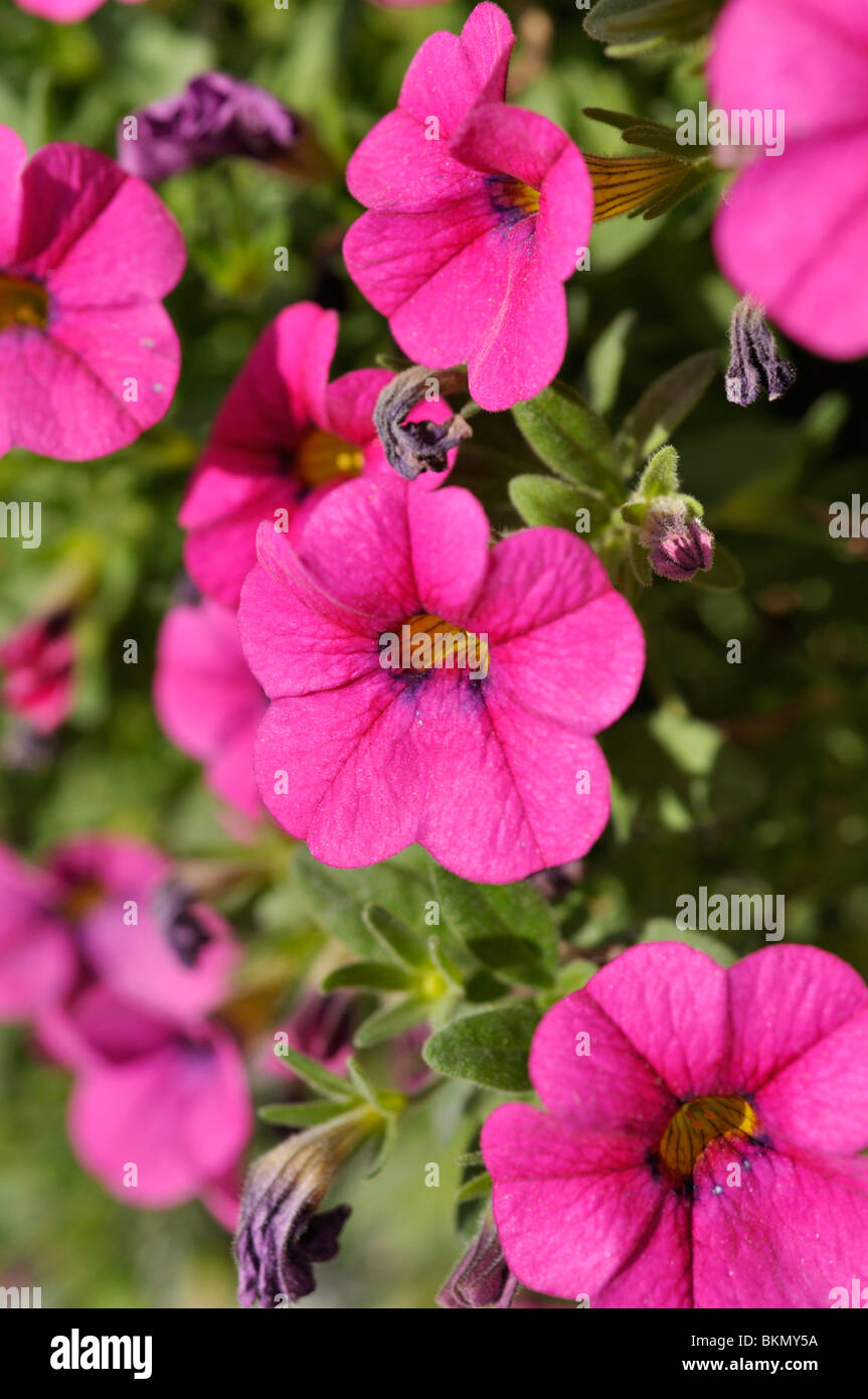 Callie hi-res stock photography and images - Alamy