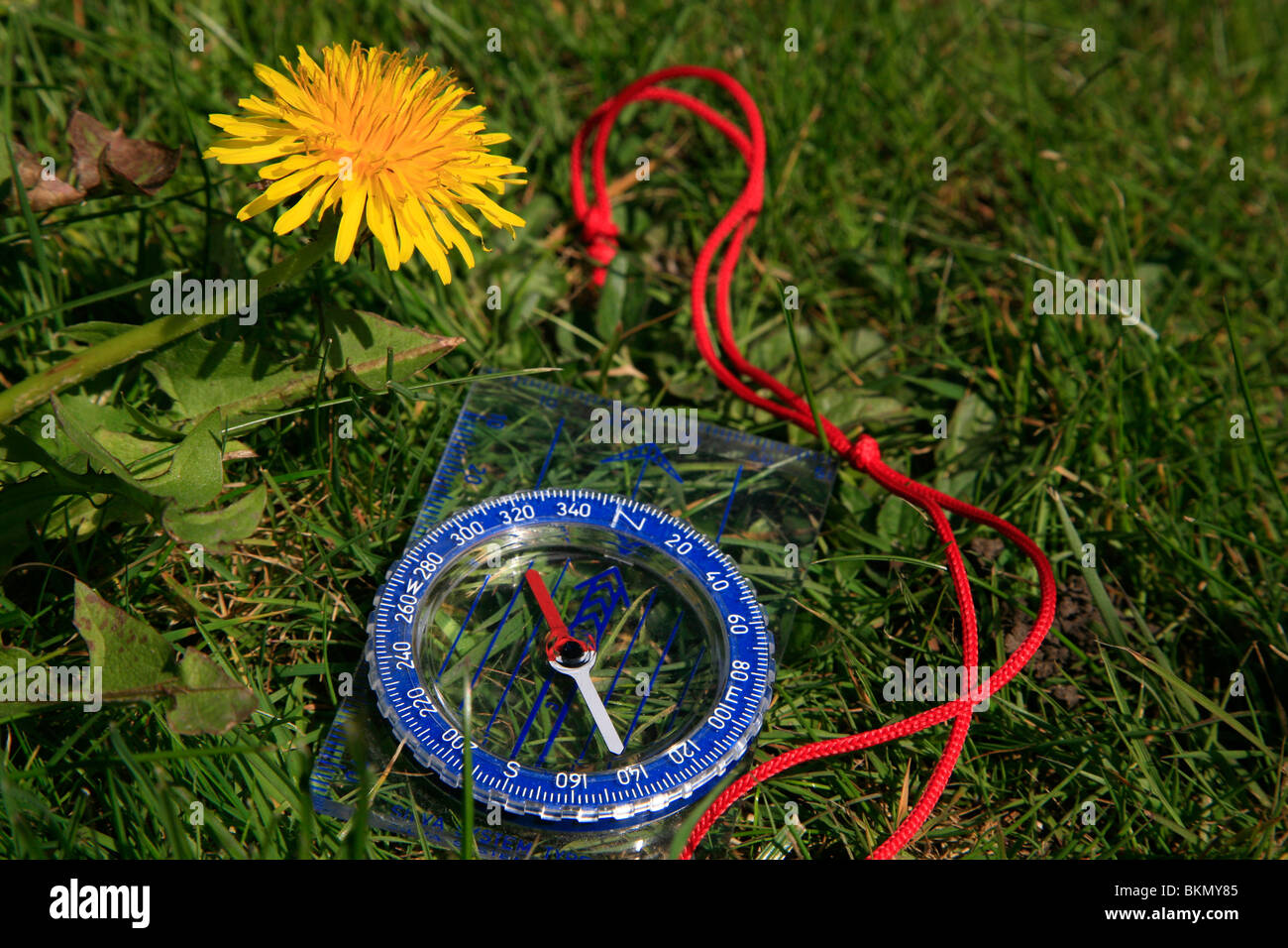 Compass weed hi-res stock photography and images - Alamy