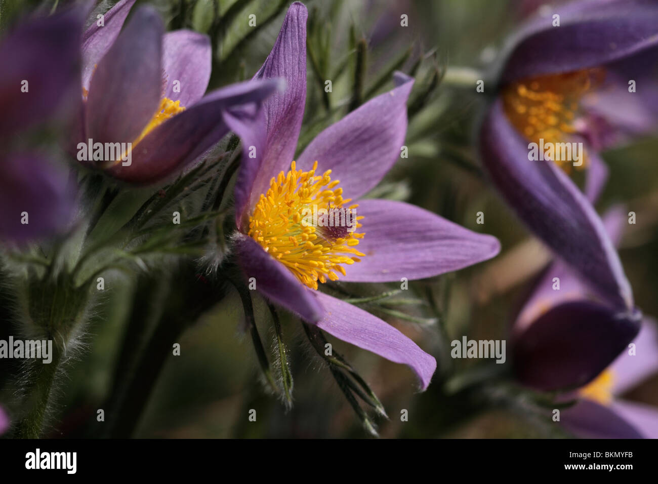 Wildflowers manitoba hi-res stock photography and images - Alamy