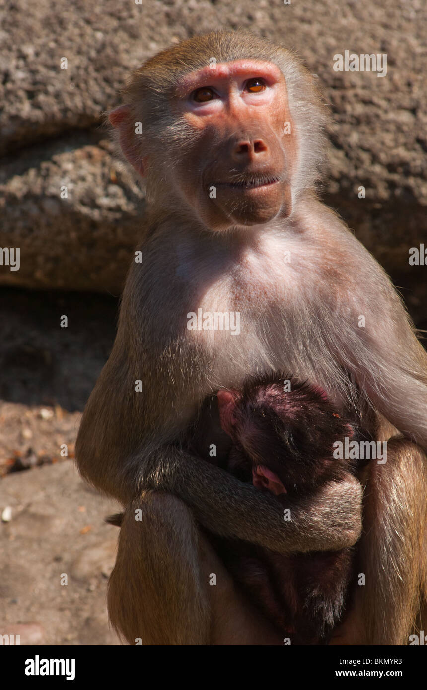Female Hamadryas baboon with baby Stock Photo - Alamy