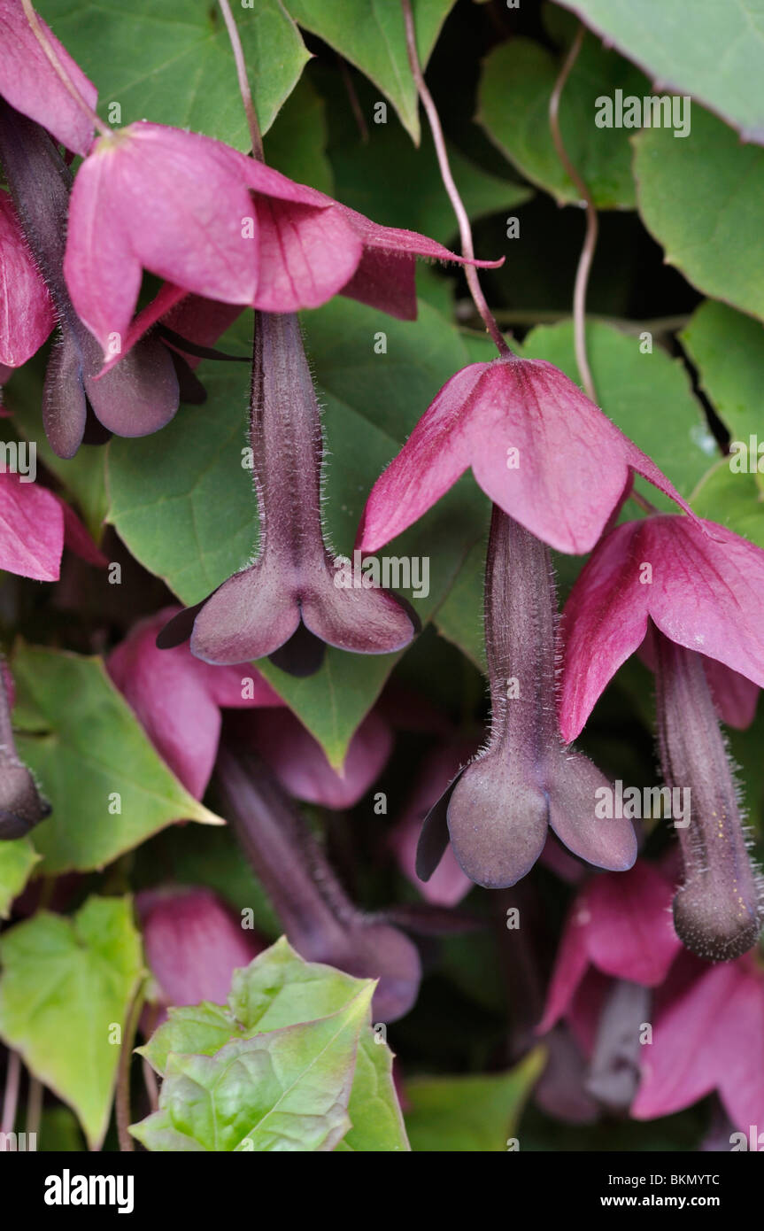 Rhodochiton Atrosanguineum High Resolution Stock Photography and Images ...