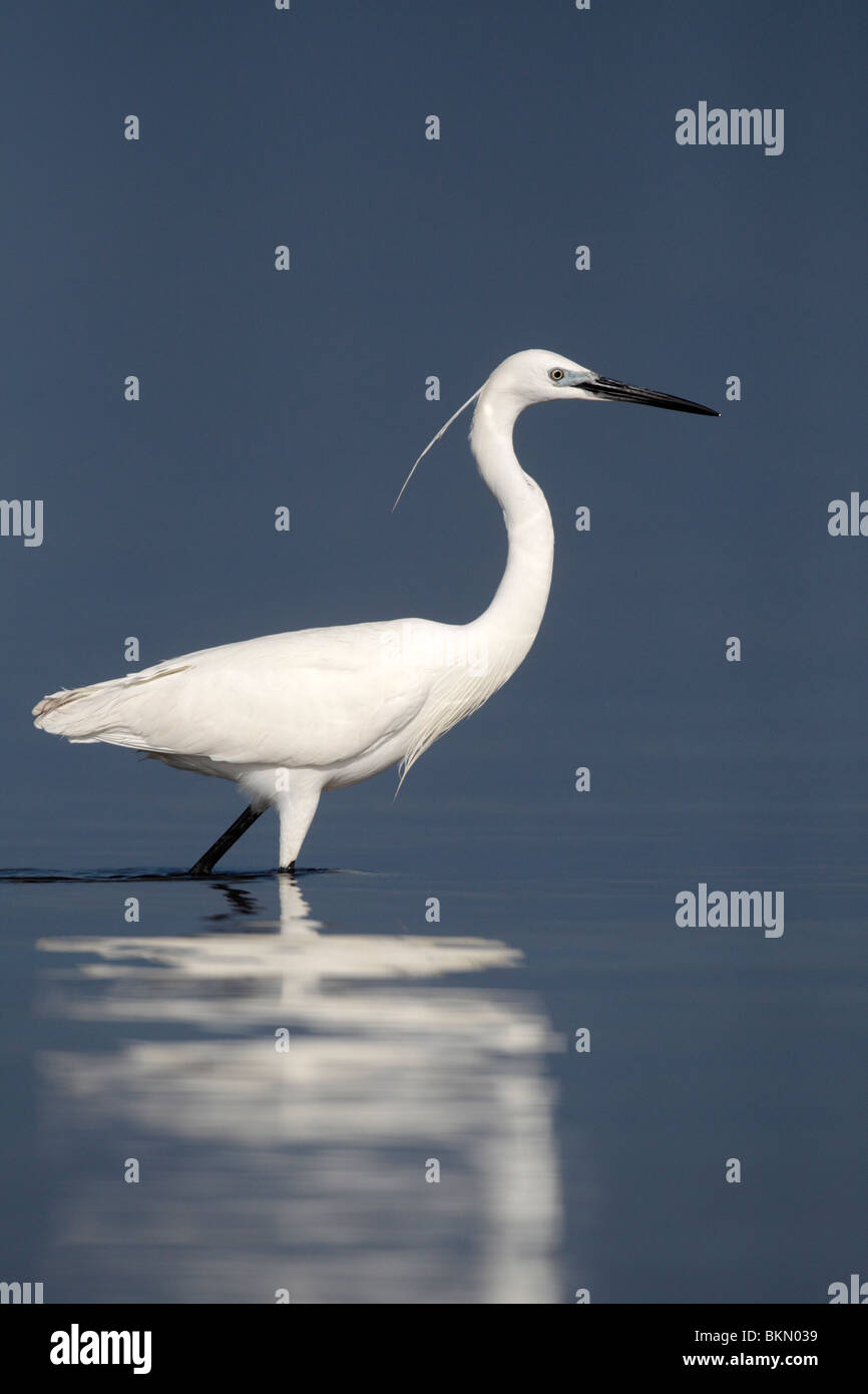 Little egret, Egretta garzetta, single bird standing in water, Western ...