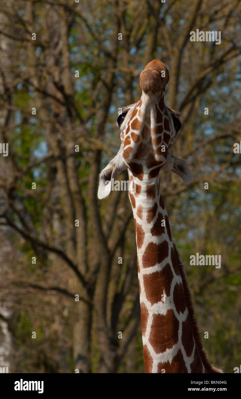 Giraffe reaching hi-res stock photography and images - Alamy